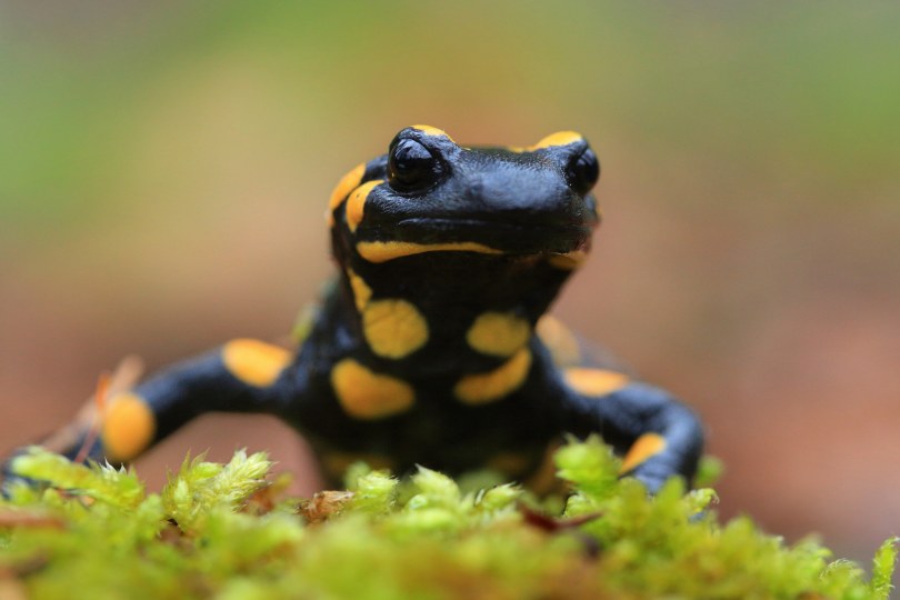 Artenhilfsprogramm Feuersalamander in Bayern - LBV